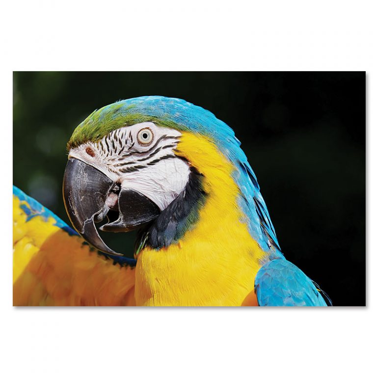 Slike na platnu | Životinje | Papige | Ara | tropske životinje | etic