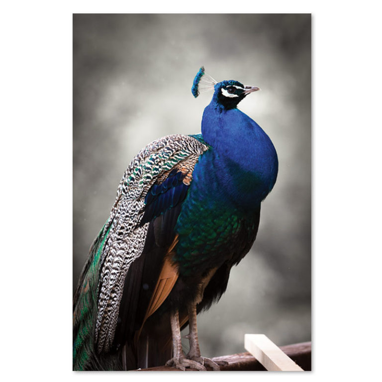 Slike na platnu | Životinje | Paun | Paunovo perje | Etic